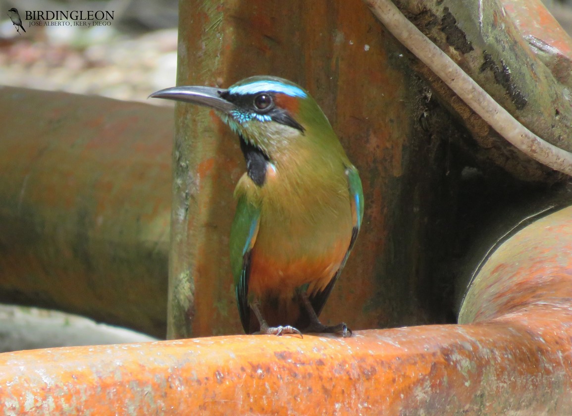BIRDINGLEON: RIVIERA MAYA: "La leyenda del PÁJARO TOH"