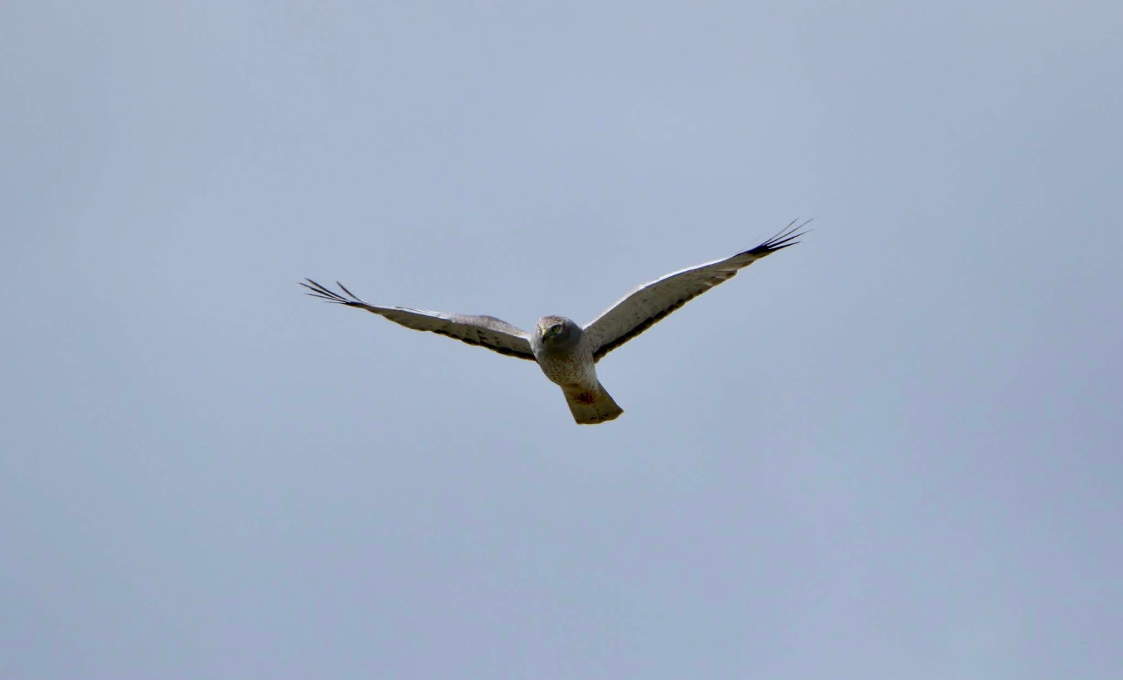 Various Oregon Birding Piks: Northern Harrier