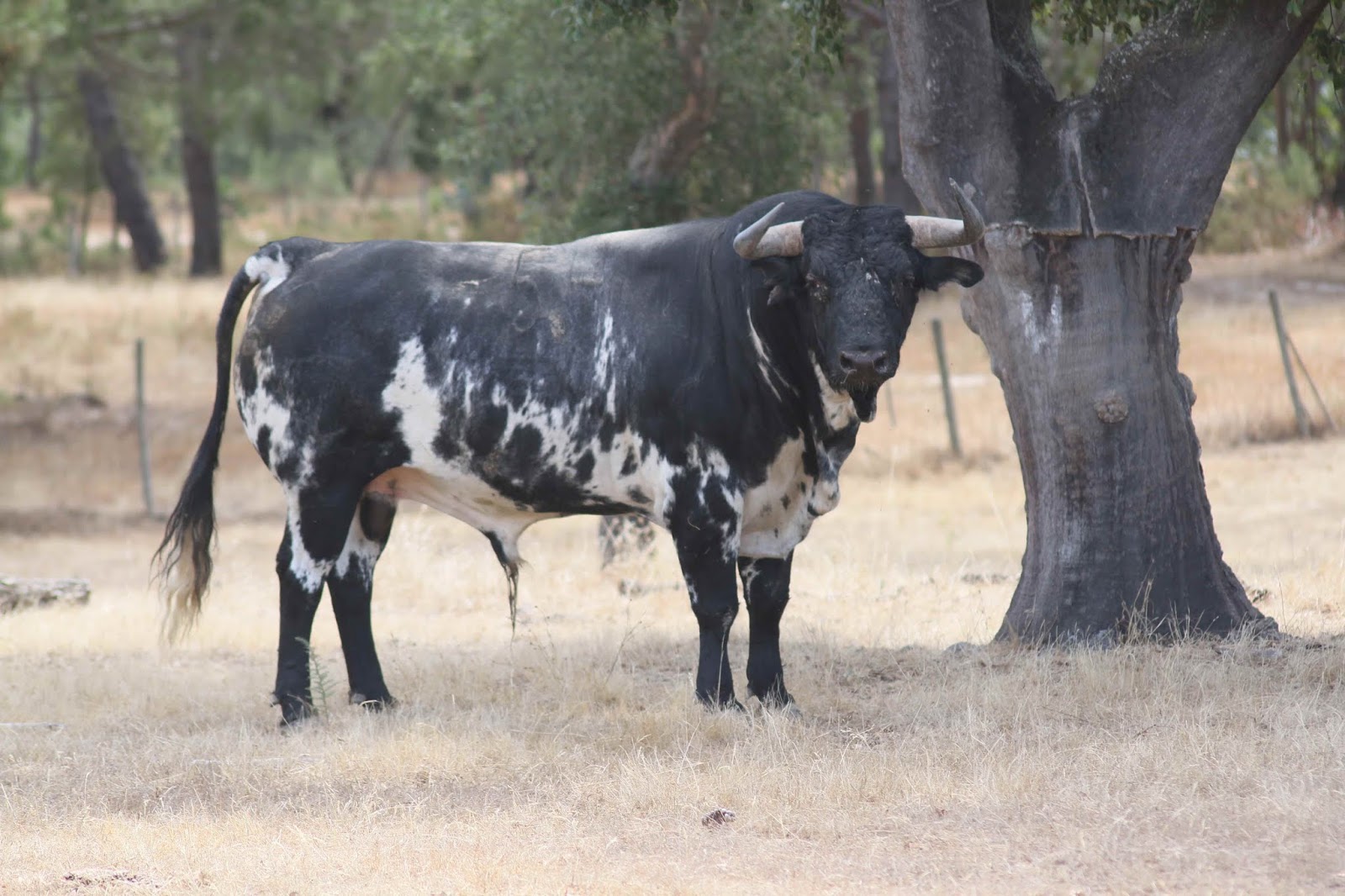 Três dos toiros para o Concurso de Ganadarias no sábado na Chamusca ...