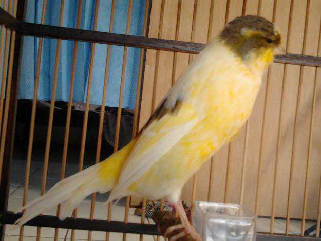 Pelangi Kicau: Kenari