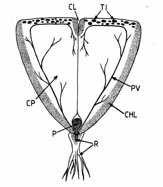 Nerd Rambling: Lithops biology