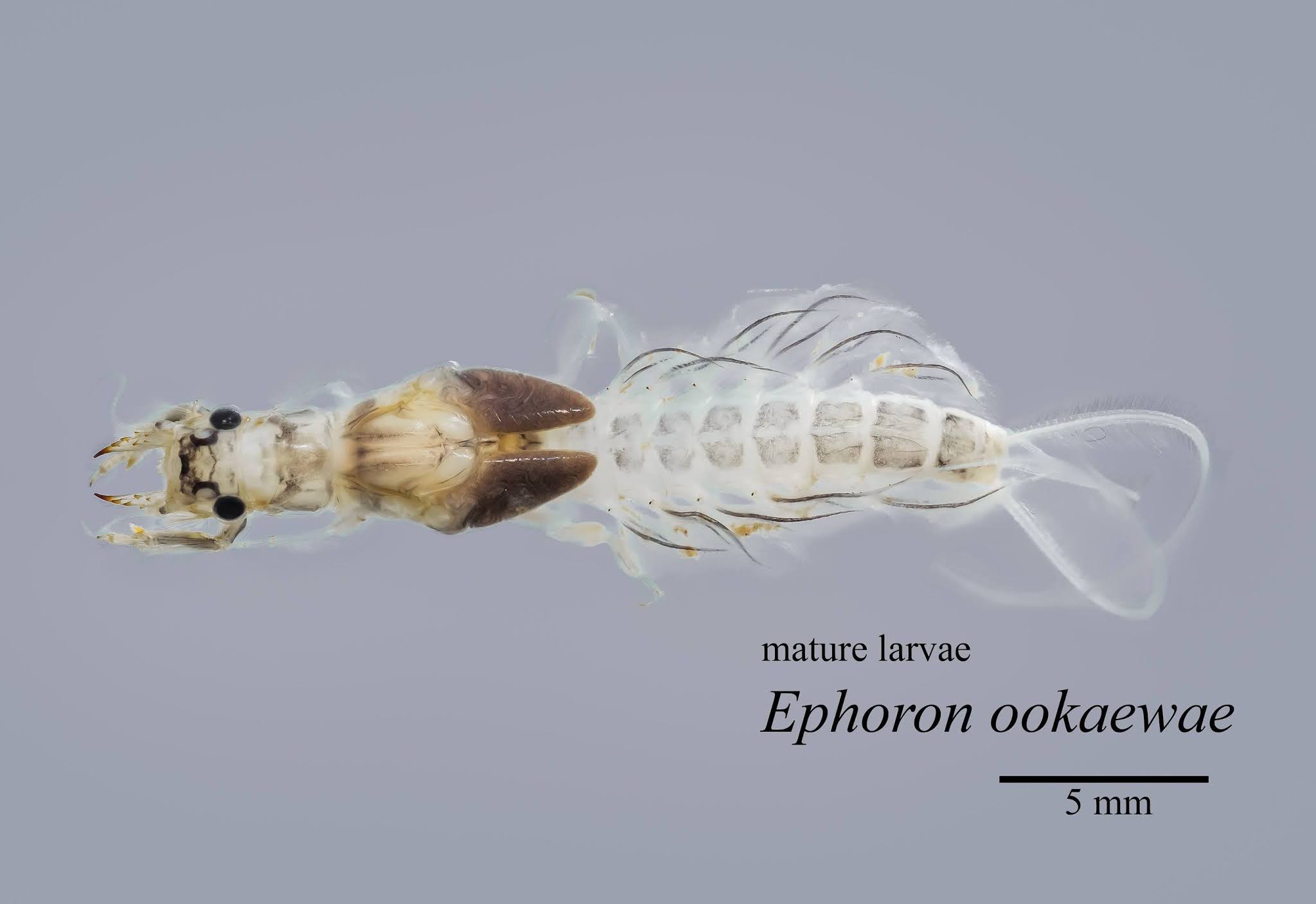 Species New to Science: [Entomology • 2021] Ephoron ookaewae • A New ...