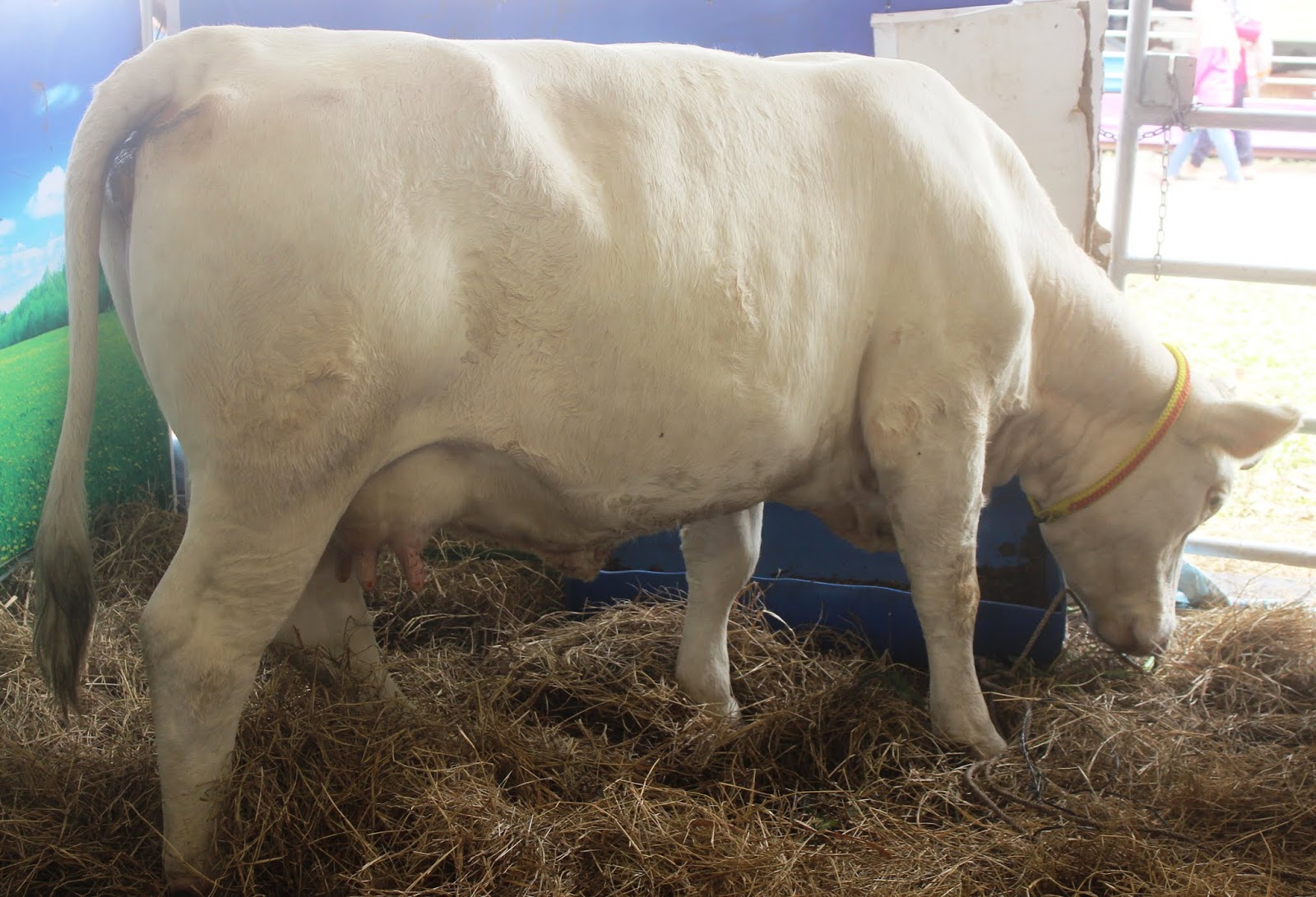 Atuk: MAHA 2018: LEMBU