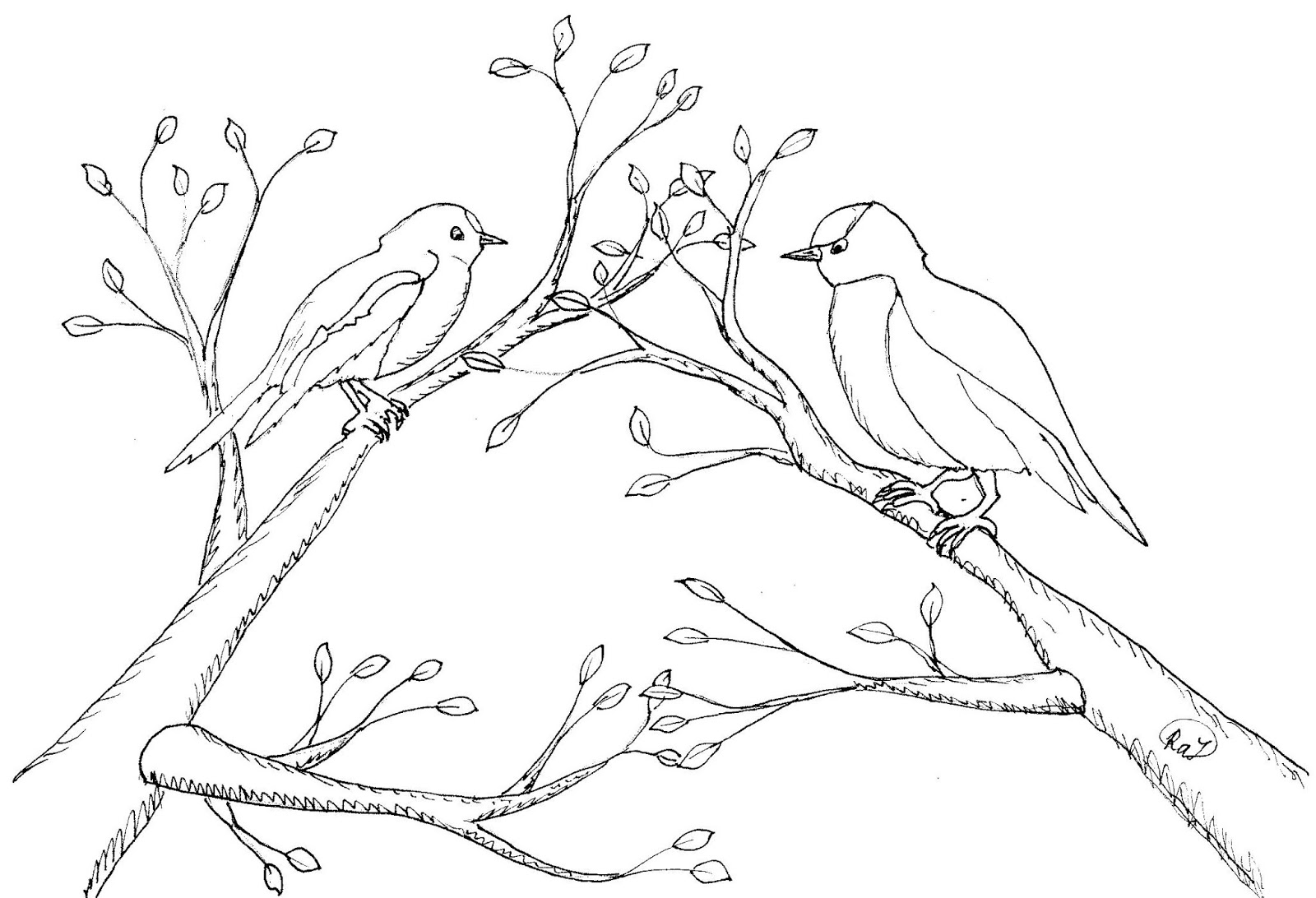 Robin's Great Coloring Pages: Birds of Australia Coloring Pages
