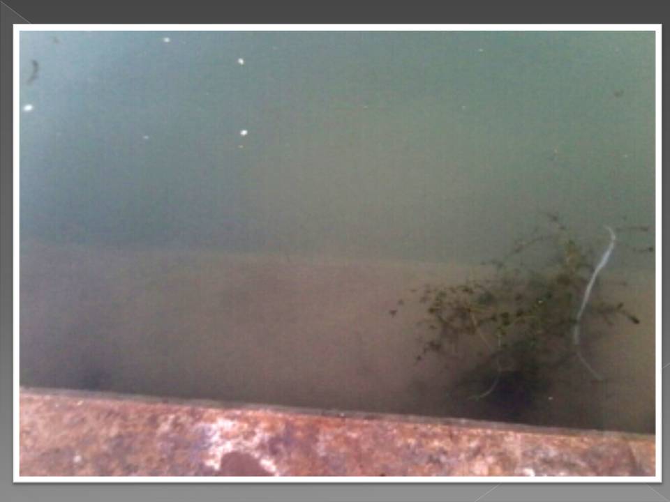 ziarat of Iraq: Nahr al Furat/ Euphrates River (Karbala- Iraq)