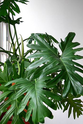 House Plant Identification By Leaf - Bathroom Ideas
