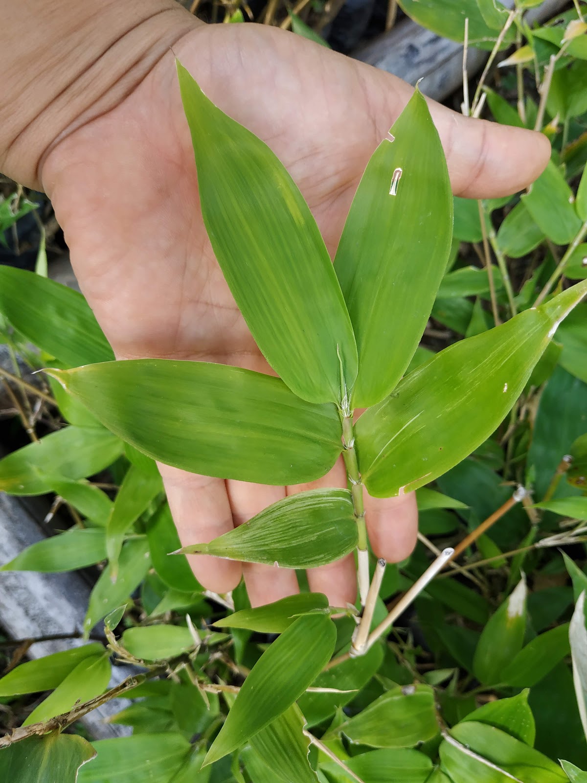 Vivero Los Balsos: Venta plantas de guadua en bolsas de almacigo ...