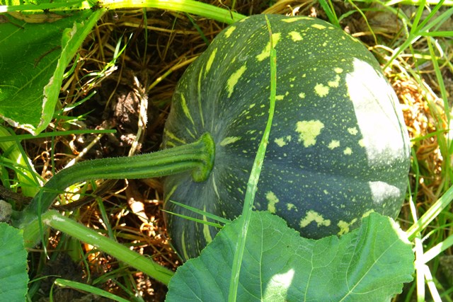Farm Fancies Pumpkin Pickin Paradise farm-fancies-pumpkin-pickin-paradise
