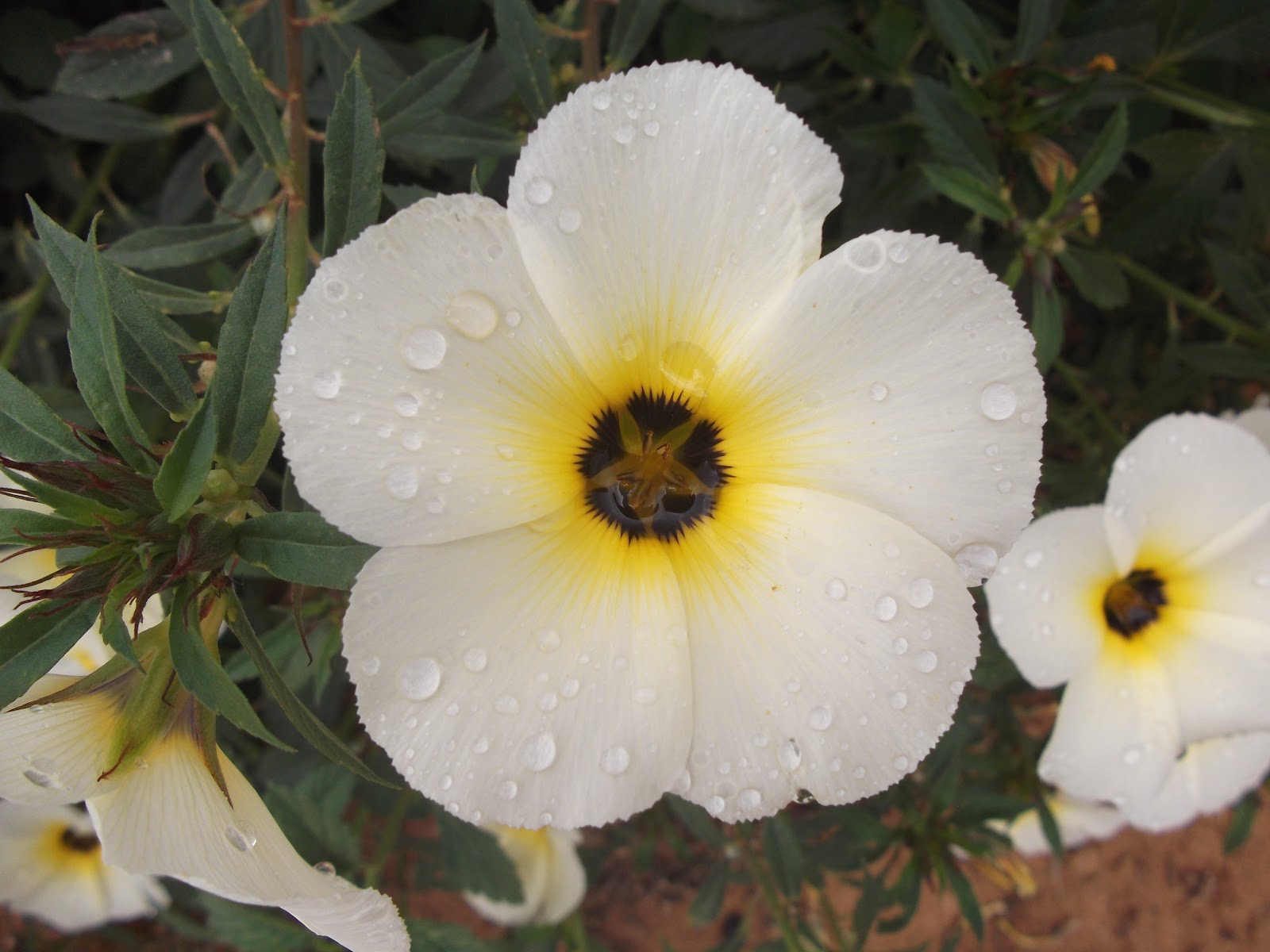 UNIDOS PELA PRESERVAÇÃO: FLOR-DO-GUARUJÁ