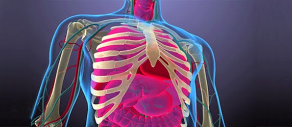 El Cuerpo Humano: pericardio