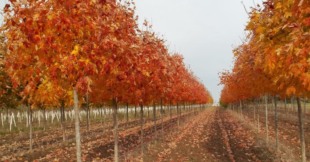 Why Should You Plant Trees in the Fall?