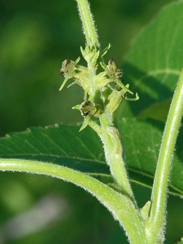 Northern Pecans: Pecan pollination season