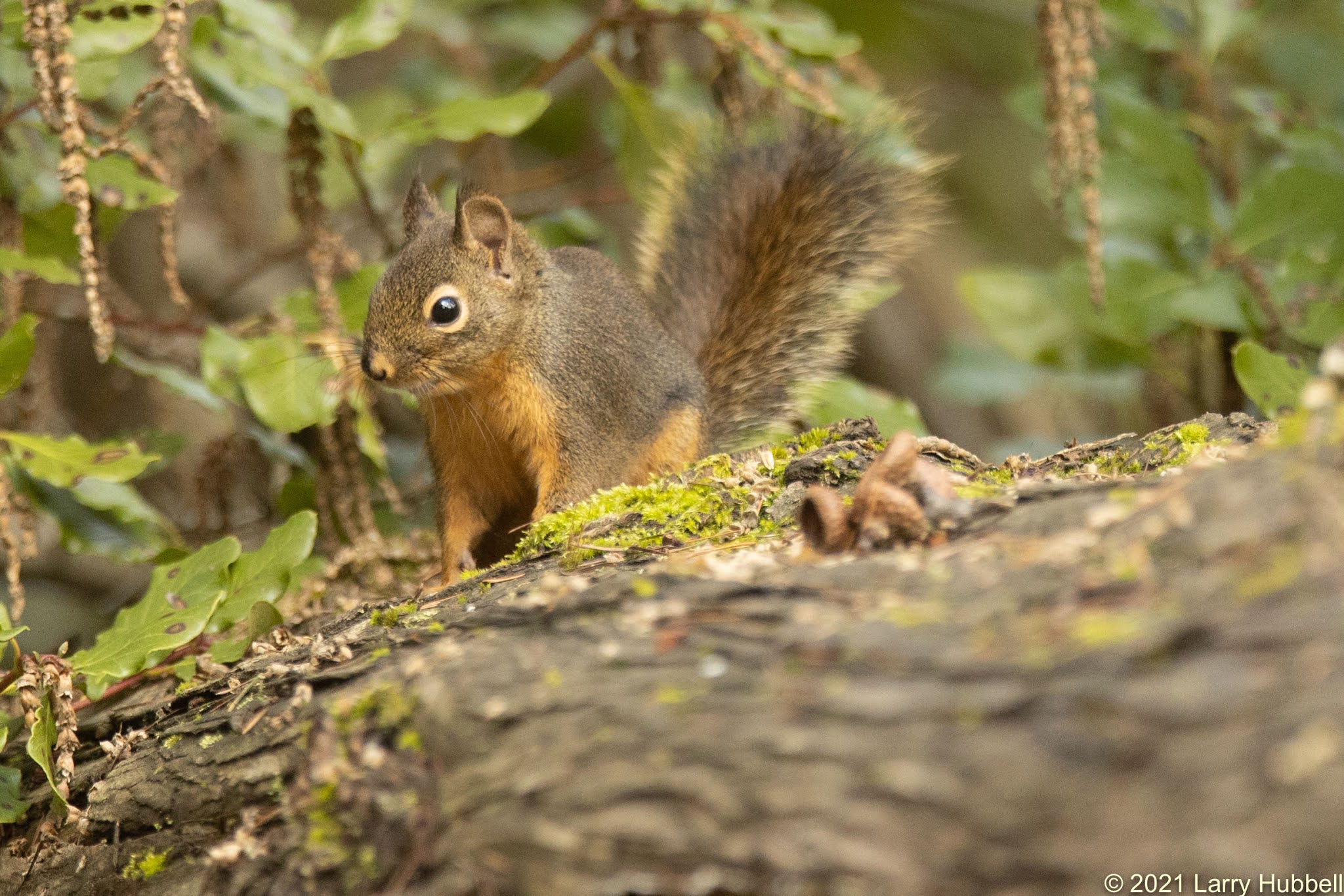 Union Bay Watch : A Chickaree Resurgence
