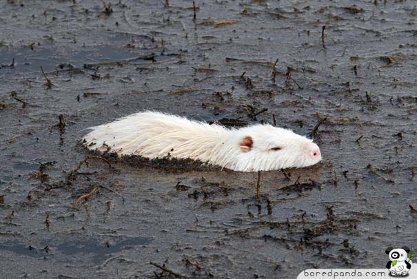 All Albino Animals: Albino Beaver | White Beaver.