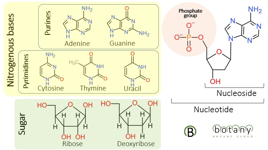 nucleic acid