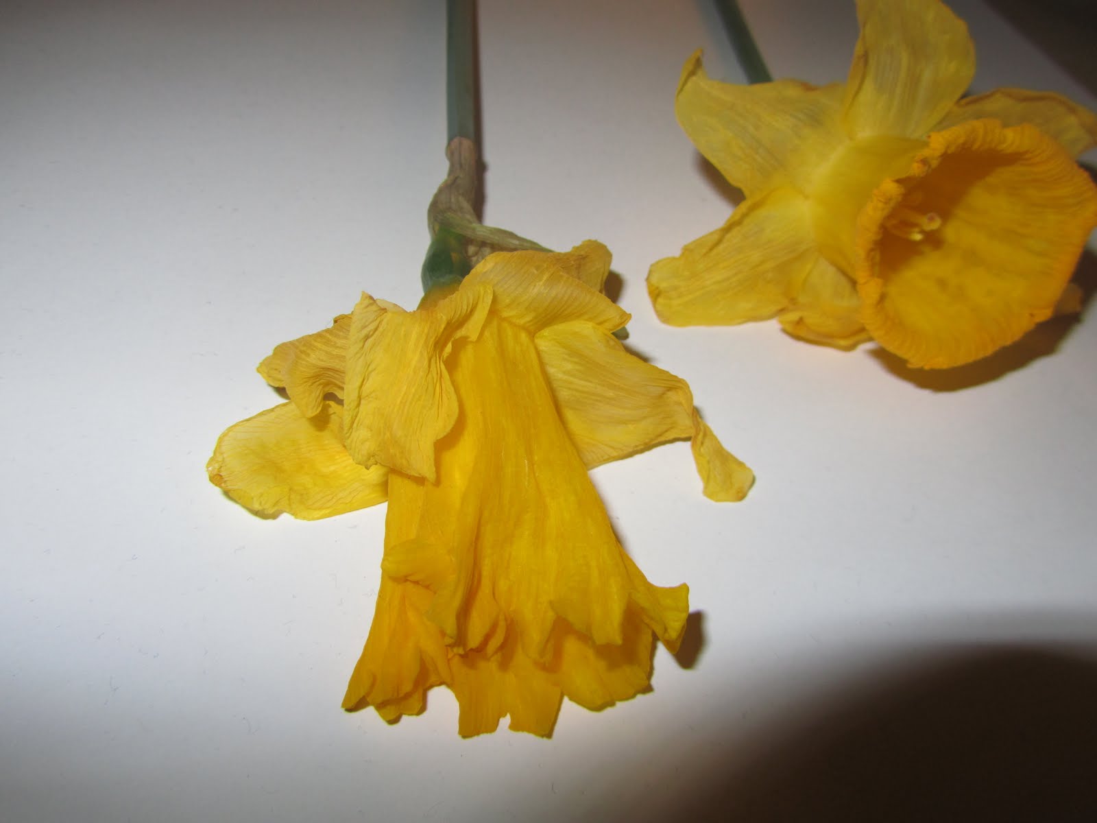 Design Practice: The Decomposition of a Flower.