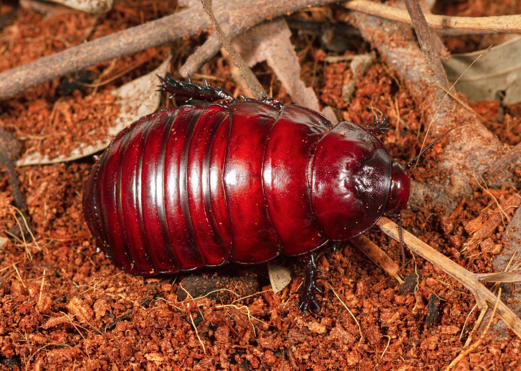 Species New to Science: [Entomology • 2021] Digging Deep: A revised ...