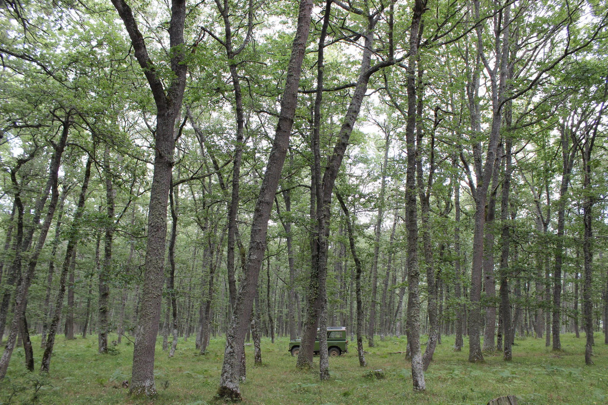 Conociendo a Quercus: EL BOSQUE DE QUERCUS. ITINERARIO