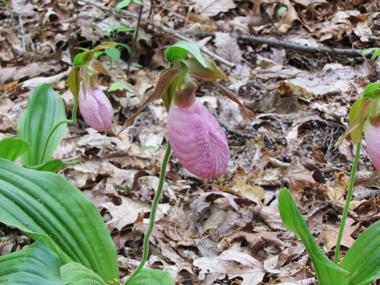 Appalachian Heartbeat: The Lady Slipper: Spring's Beautiful Maidens