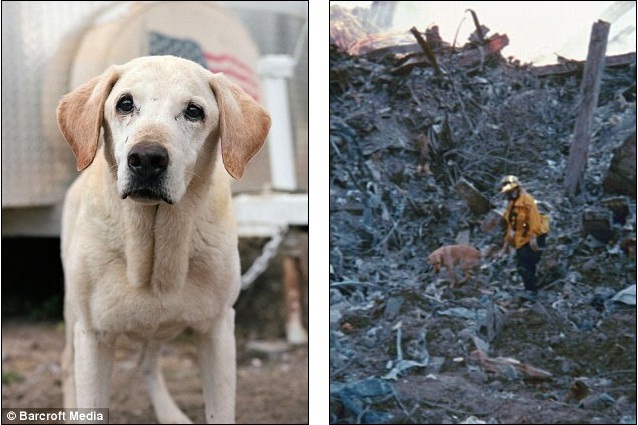 The 9/11 rescue dogs: Portraits of the last surviving animals who ...