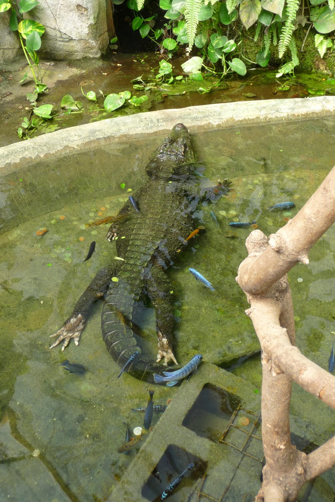 Sophie Brown: Diorama- Making the Crocodile