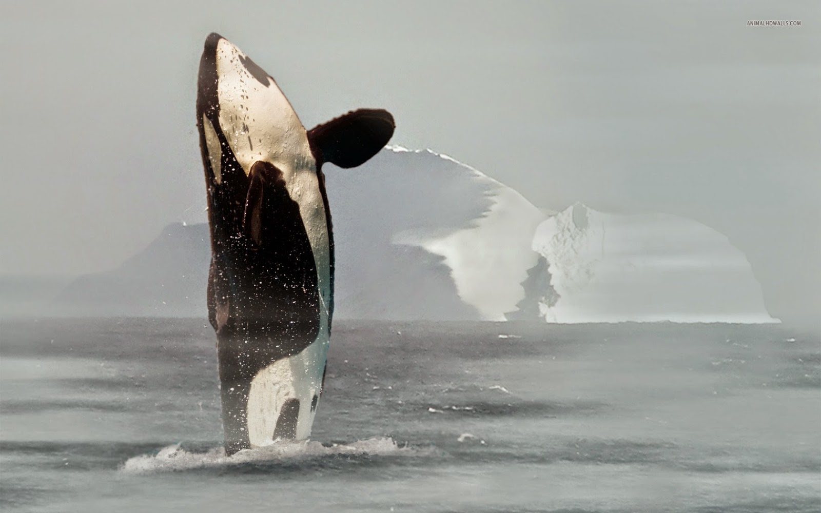 Orca - HD Wallpapers | Earth Blog