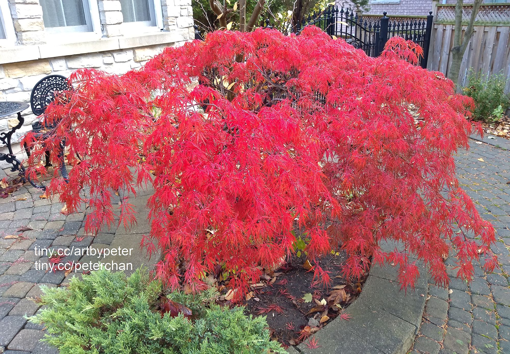 Peter Suk Sin Chan: Beautiful Red Japanese Maple- they turn very bright ...
