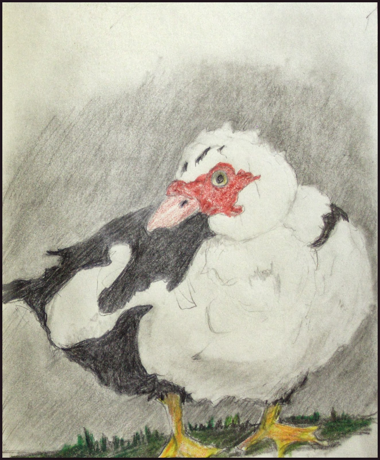 Jane Valery's Art Studio: Muscovy Duck