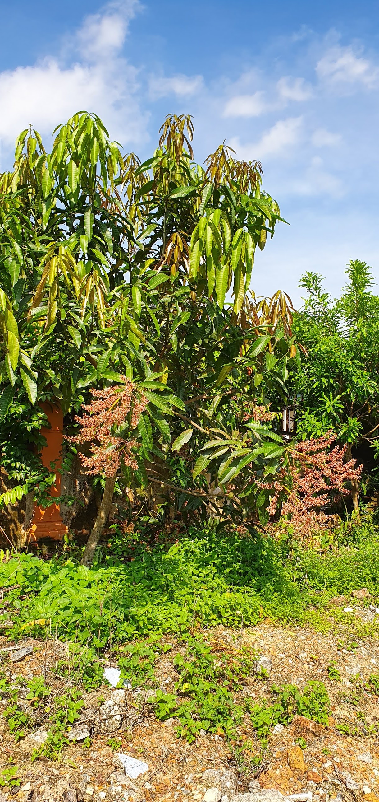Warisan Petani: JDT 05
