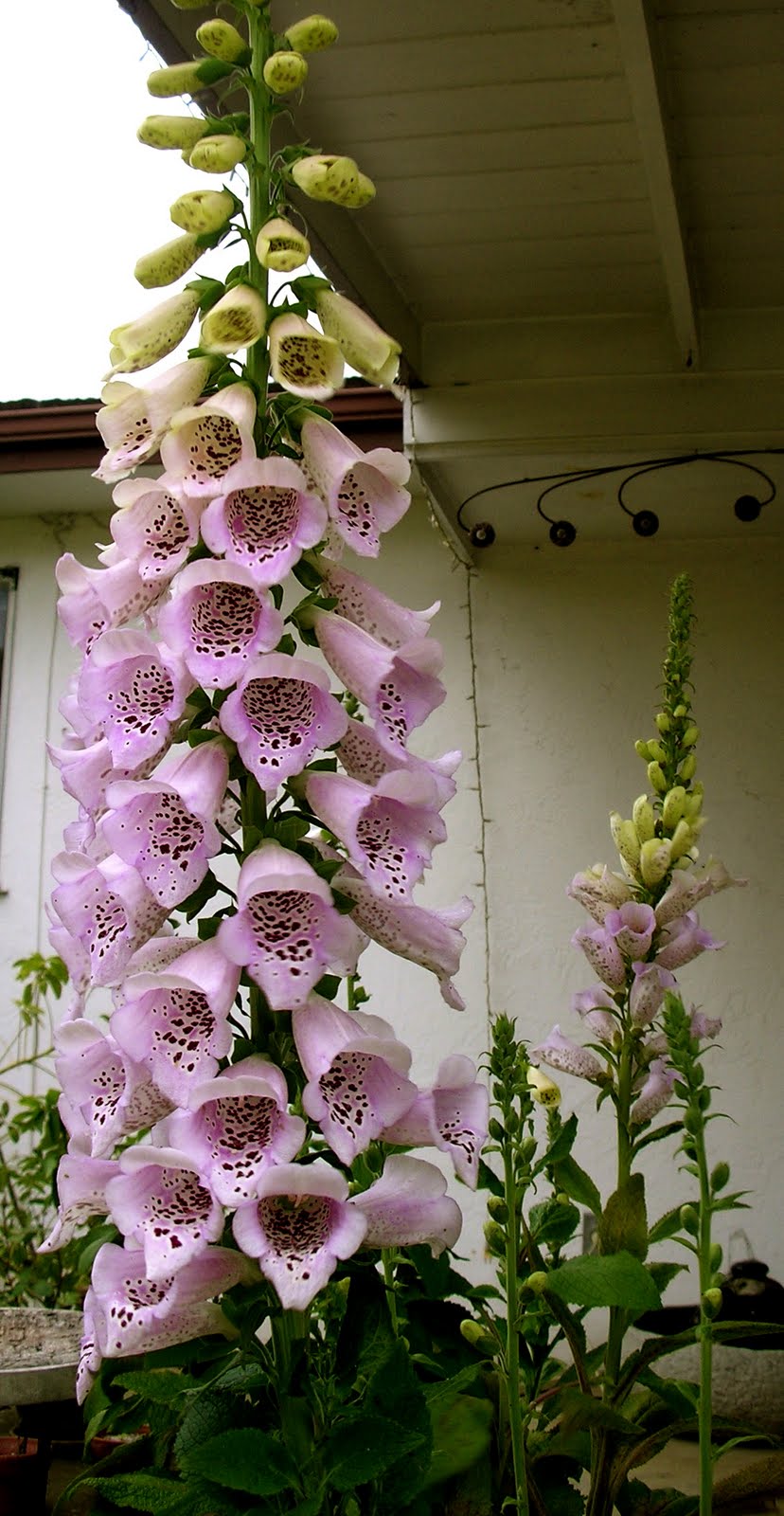richmondgarden: Foxglove