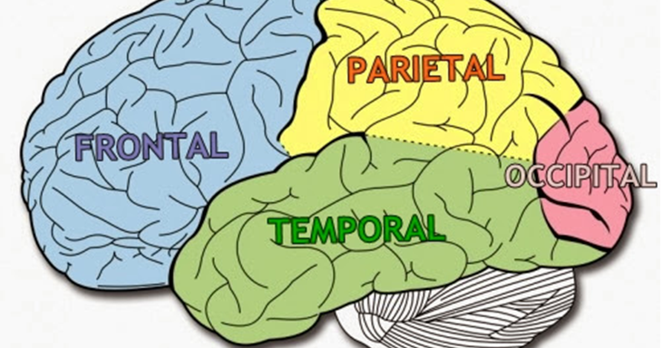 Razonamiento Lógico Matemático IV: 02 Mapa Cerebral