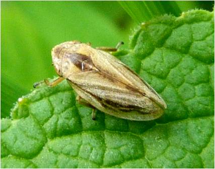 Insects of Scotland: True Bugs