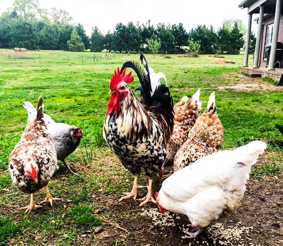Aloha Chickens: Aloha Chicken Breed Standard