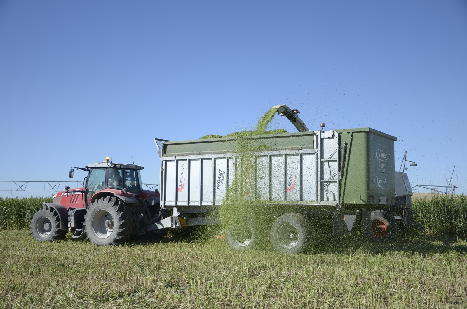 Ensiling Sorghum: chopping, transport and pressing