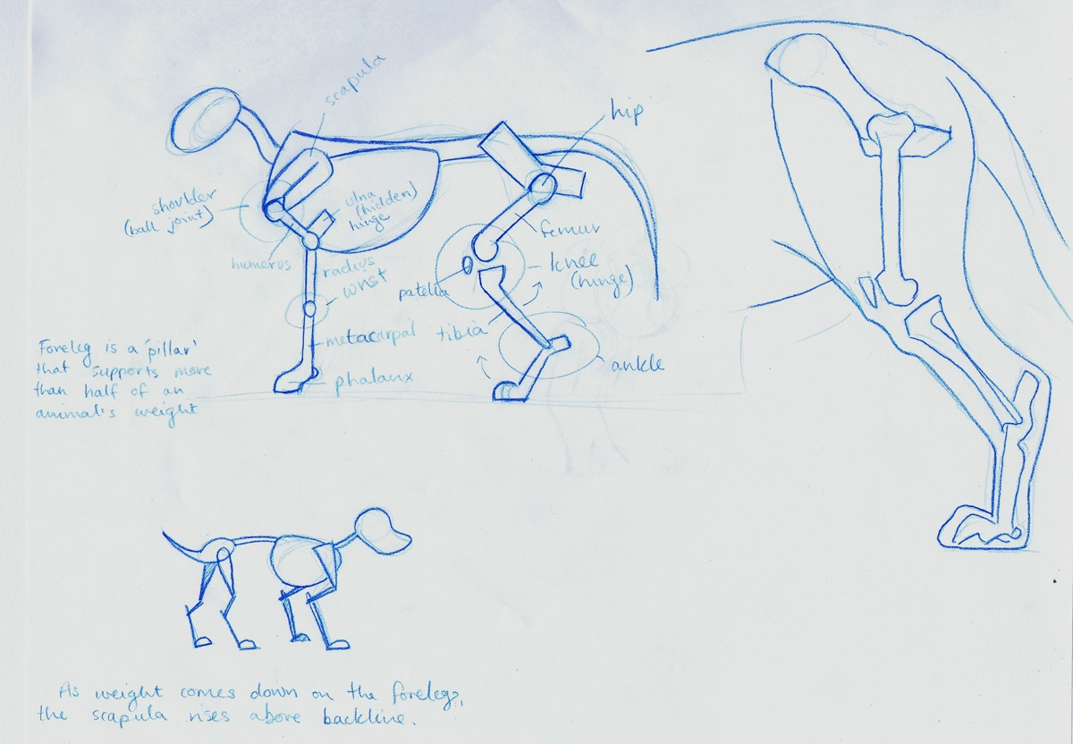 Contamination Animation: Dog Run Cycles - Attempt 01