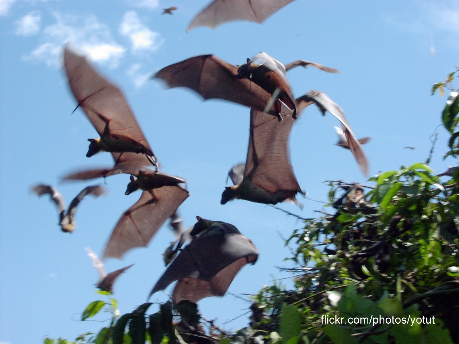 Megabats Uganda Africa Flying-foxes Fruit bats