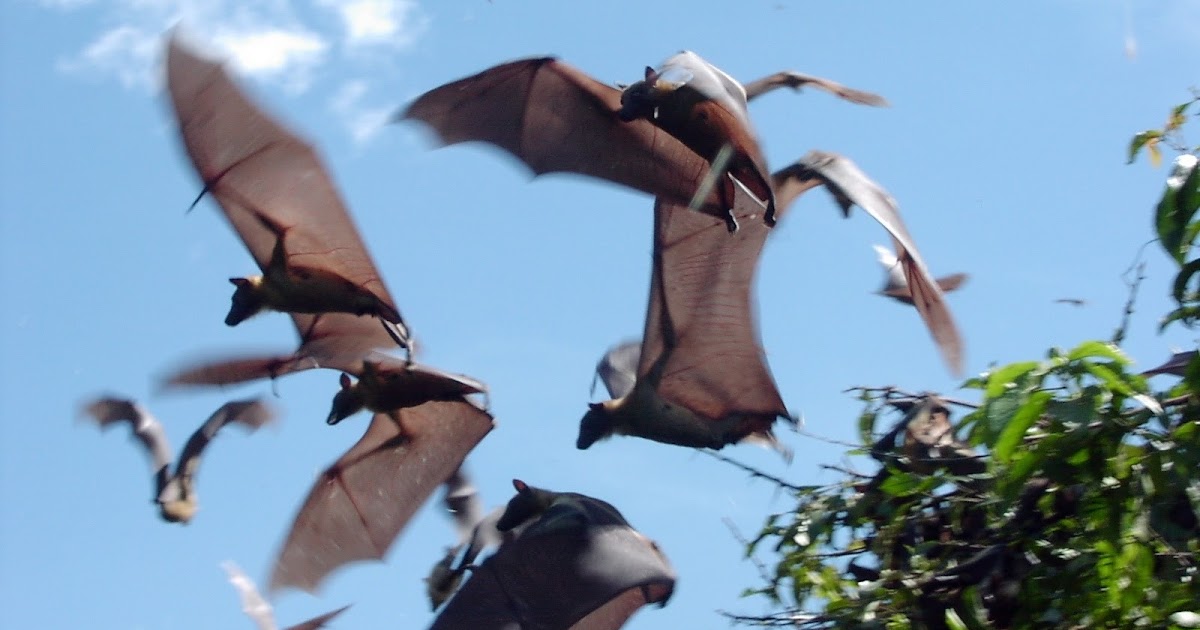 Megabats Uganda Africa Flying-foxes Fruit bats