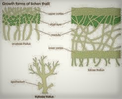 General Structure and Classification of lichens based on morphology of ...