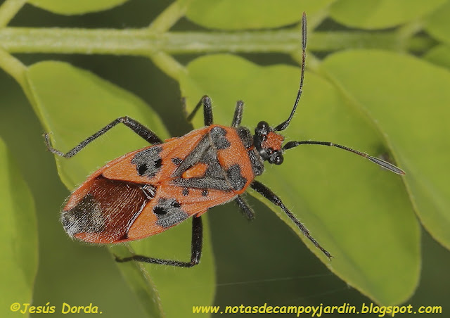 Notas de campo y jardín: Insectos en rojo y negro. Algunos de los ...