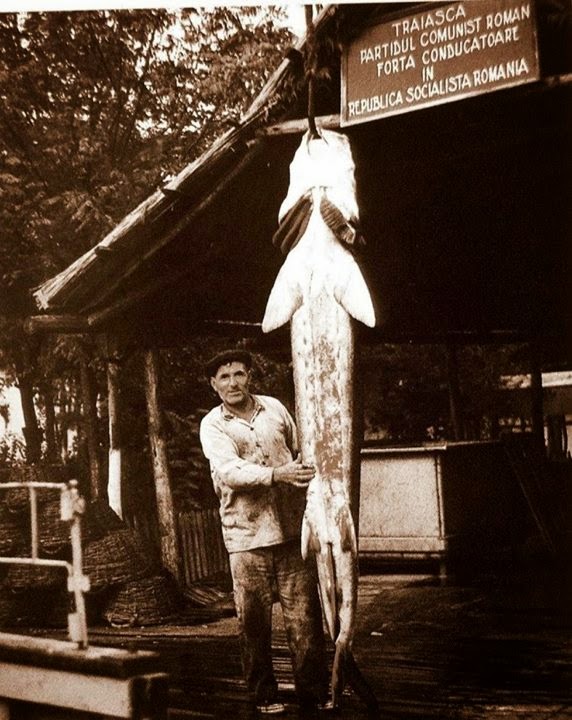 Pasiunea Pescuitului: Sturion prins in Delta Dunarii cu multi ani in urma!