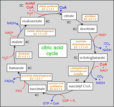 Biochemistry: kreb cycle steps and regulation