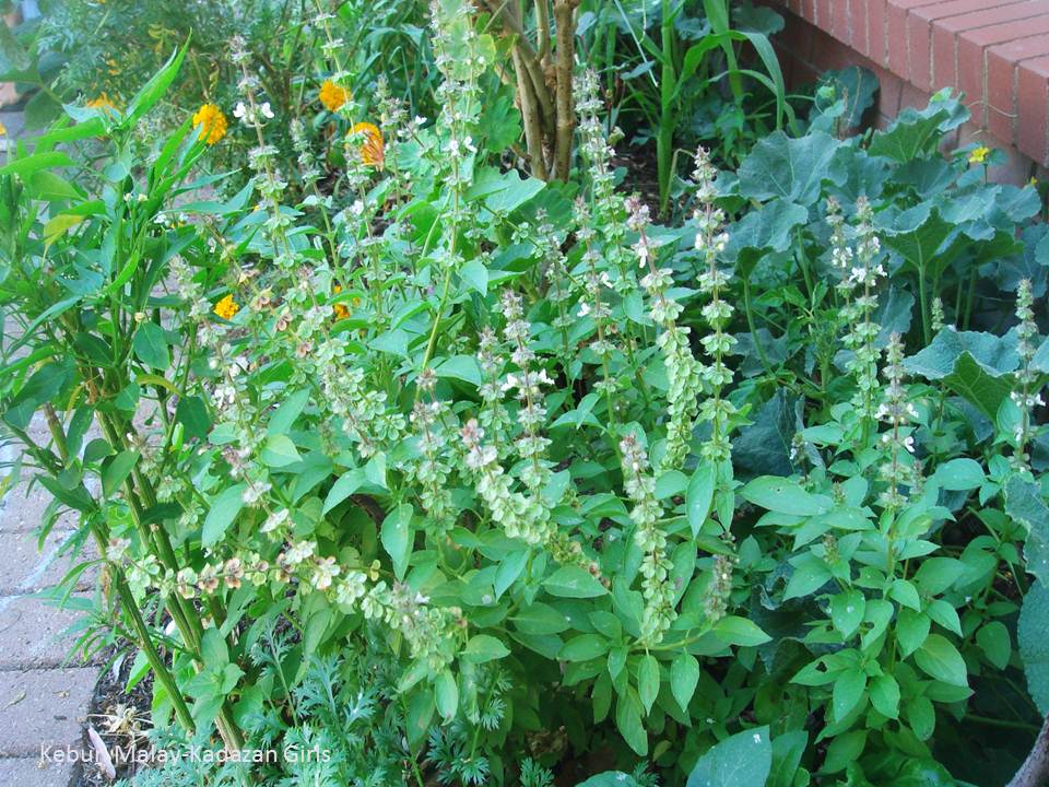 Kebun Bahagia Bersama: Lemon Basil