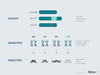 Fenotipo, Genotipo, Homocigoto y Heterocigoto