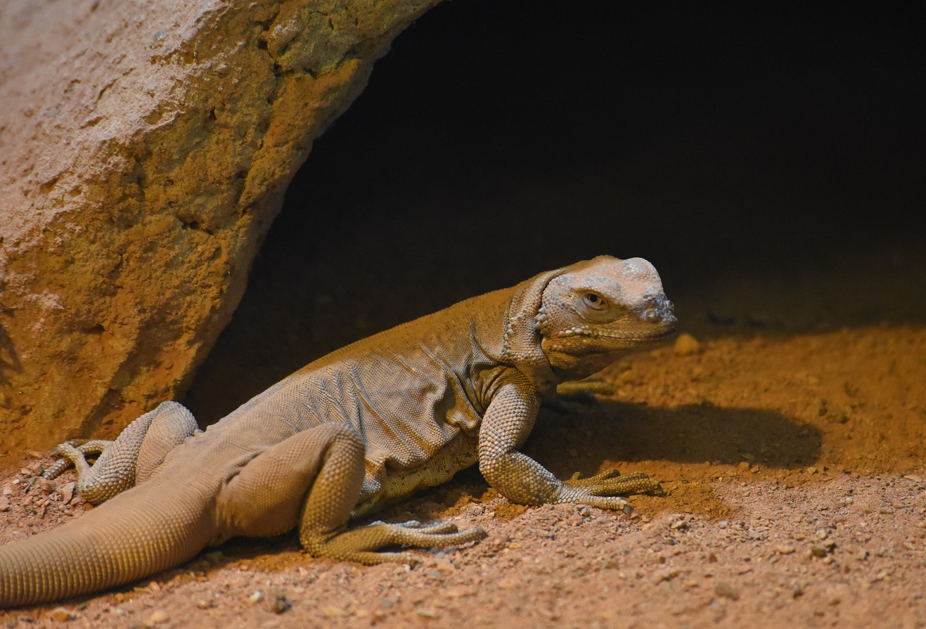 ZOOTOGRAFIANDO (6.100 ANIMALS): CHUCKWALLA DE ISLA ANGEL / SPINY ...