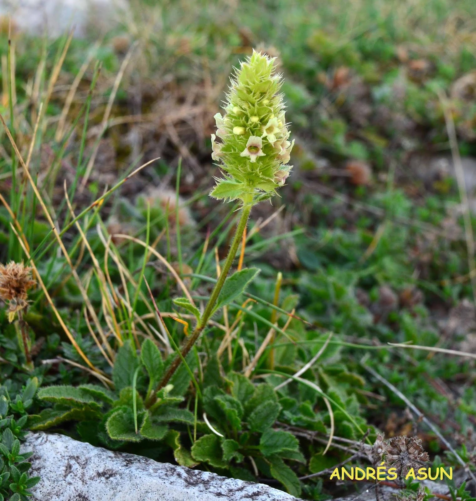 Flores silvestres de la Cordillera Cantábrica: LABIADAS - Labiatae