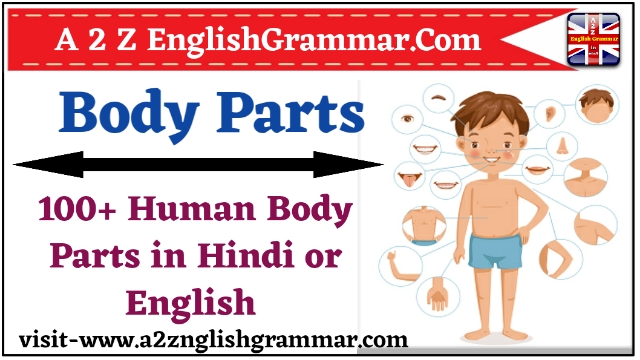 100 Body Parts Name In Hindi And English 2023 100 शरीर के अंगों के नाम Pdf Download