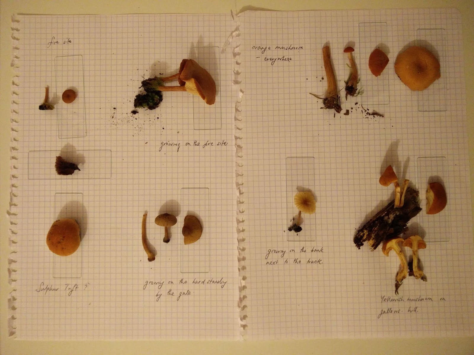 Misidentifying Fungi: Graffham Common Fungus Walk