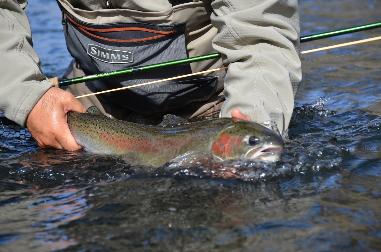 From Slow to Amazing - Deschutes Steelhead Experience at Its Best ...