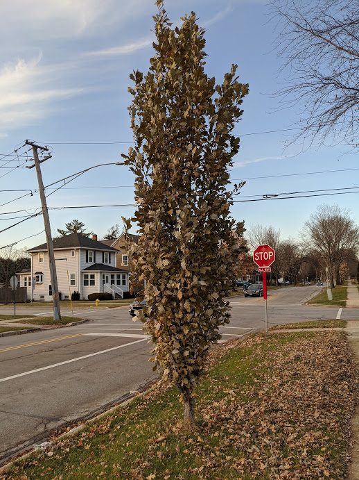 A Columnar Oak With Marcescence In Our Neighborhood