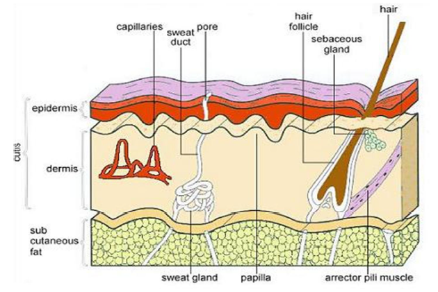 Sistem Integumen Pada Hewan: Pengertian, Fungsi dan Contohnya